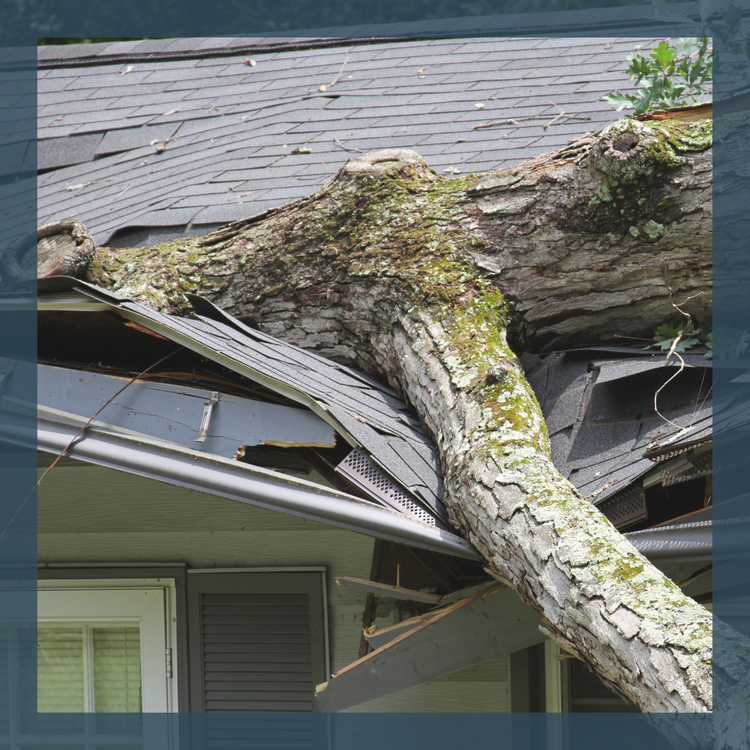 WCM Services | Home Maintenance, Cleaning & NDIS Support – Coffs Coast